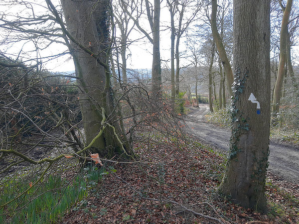 Ibstone circular walk no.3